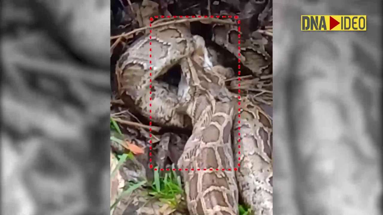 Viral: Giant Python hunting cat in the village of Pilibhit