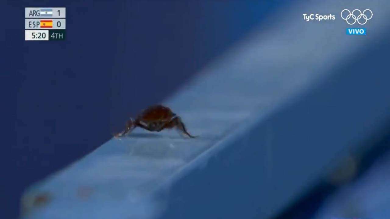 Tokyo Olympic 2020: Cameraman films cockroach in middle of ongoing ...