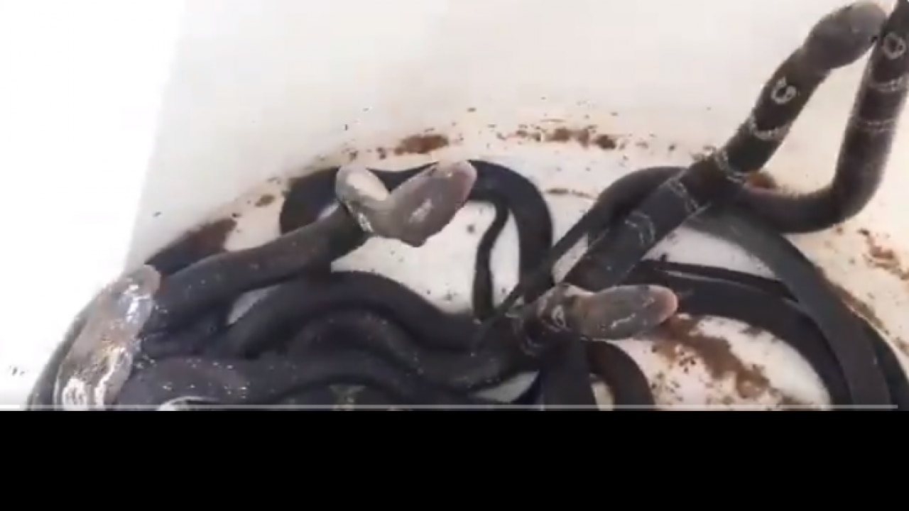 Video featuring rescued baby cobras goes viral- WATCH video here