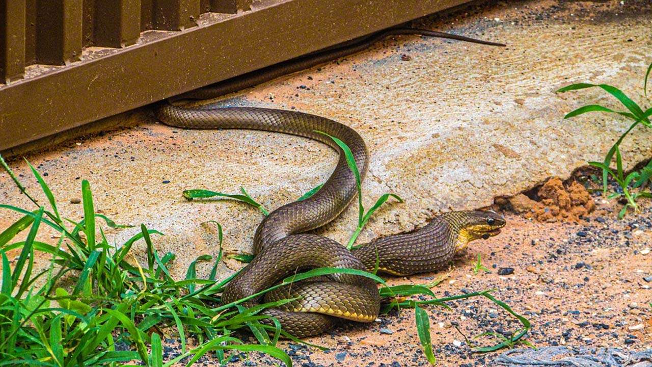 Will Brazilian Viper venom be able to prevent COVID-19 virus from ...