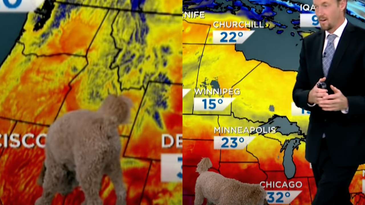 Adorable dog interrupts weather reporter, netizens can't keep calm ...