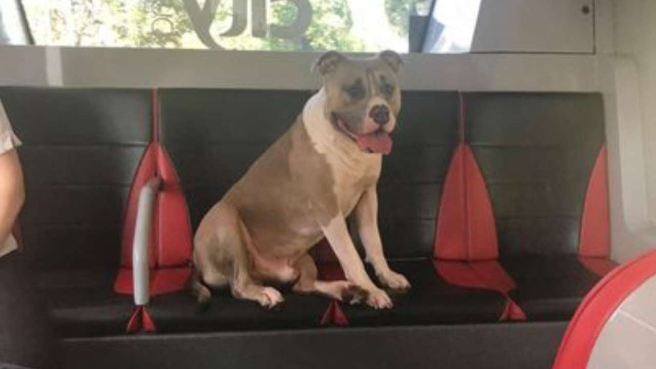 Lost Pitbull takes solo rides city on bus before being united with owner
