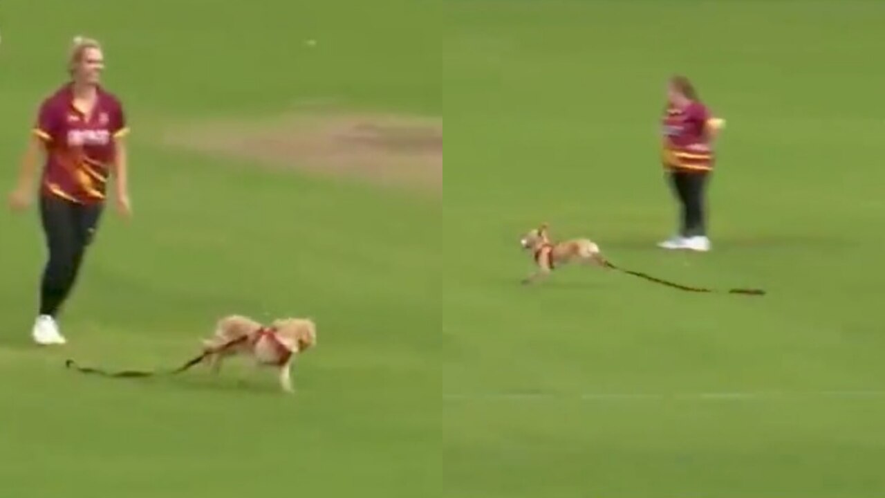 Watch: Dog interrupts club game, grabs the ball in a viral video as ...
