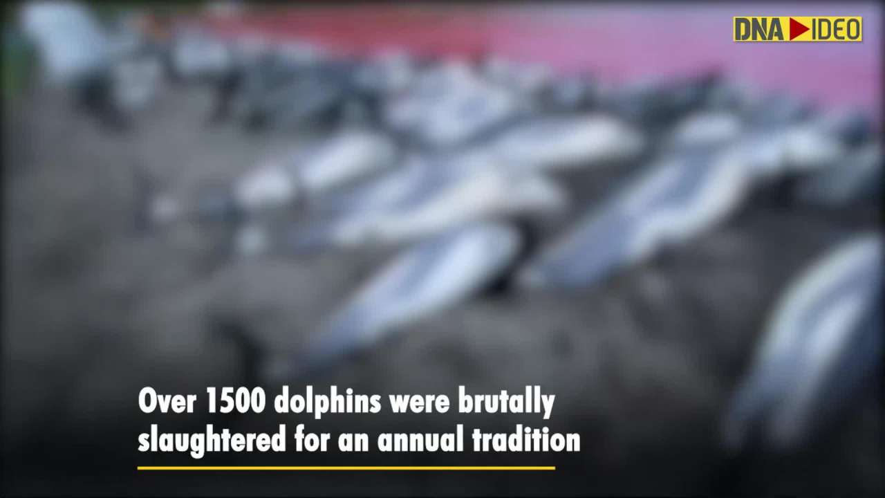Slaughter of 1500 dolphins in Denmark’s Faroe Island sparks outrage