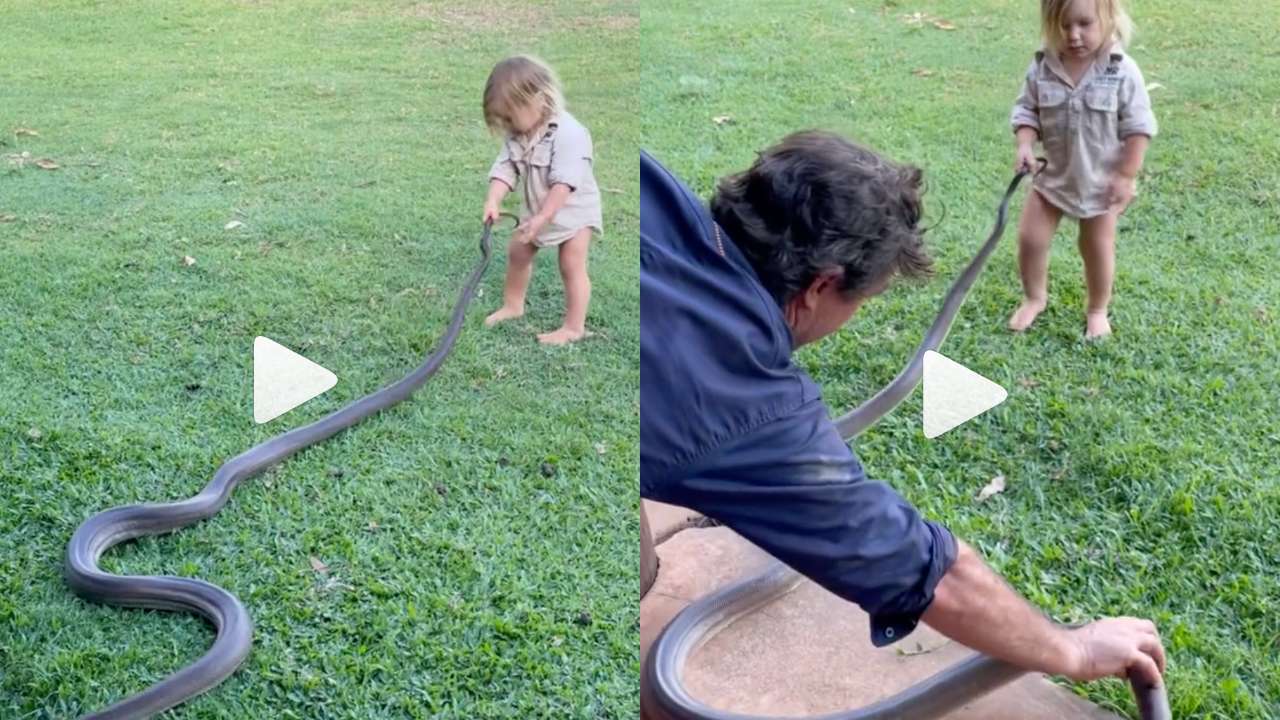 2-year-old handles huge python with ease, sparks online debate - WATCH ...