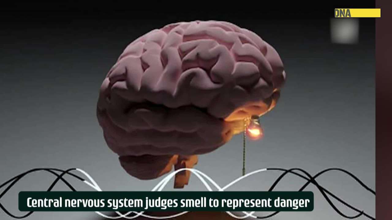 Study determines, sense of smell is body's most rapid warning system