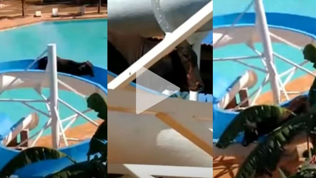 WATCH: Cow celebrates freedom at a water park after escape from ...