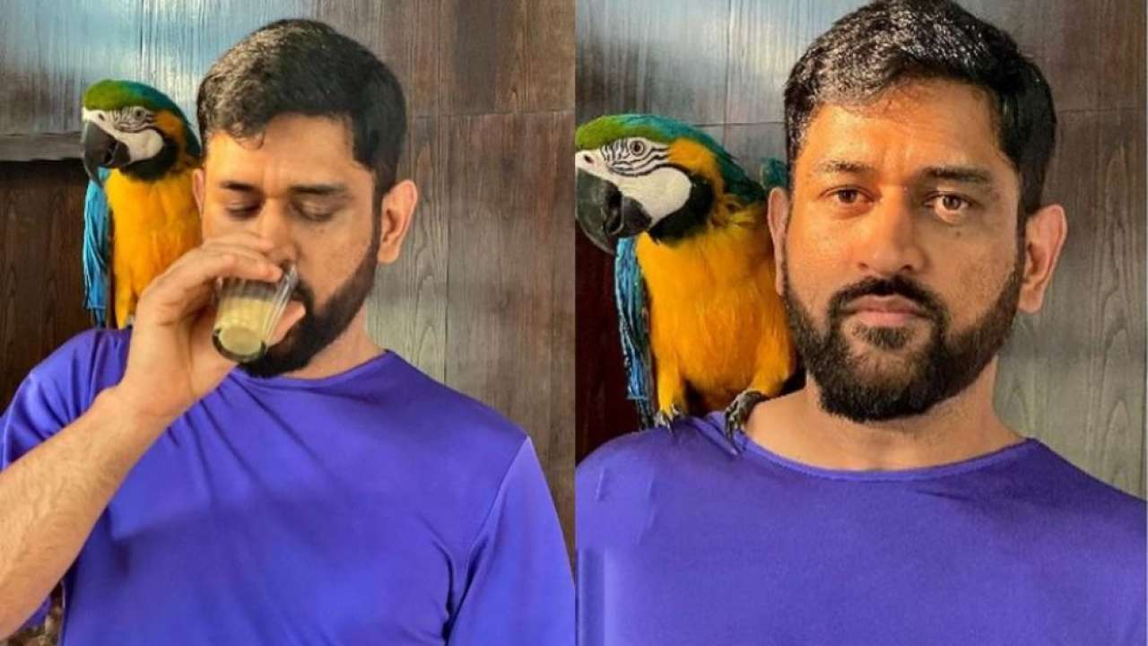 Dhoni enjoys chai with his pet macaw 'Honey', wife Sakshi shares pics
