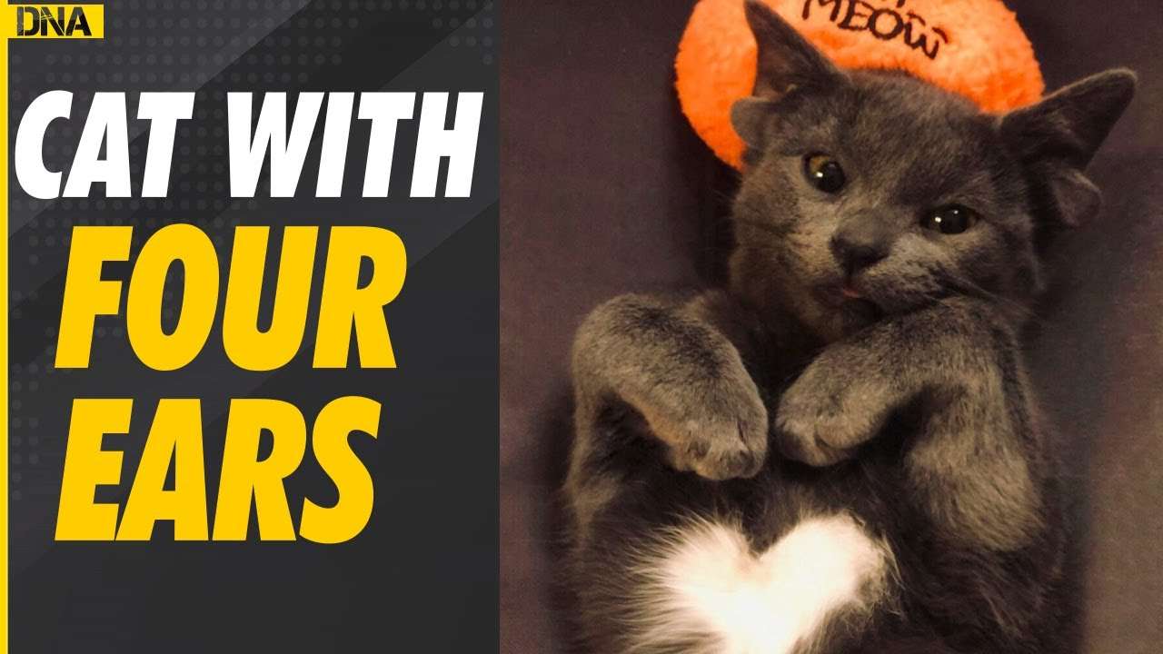 'Midas' a Cat born with four ears takes internet by storm