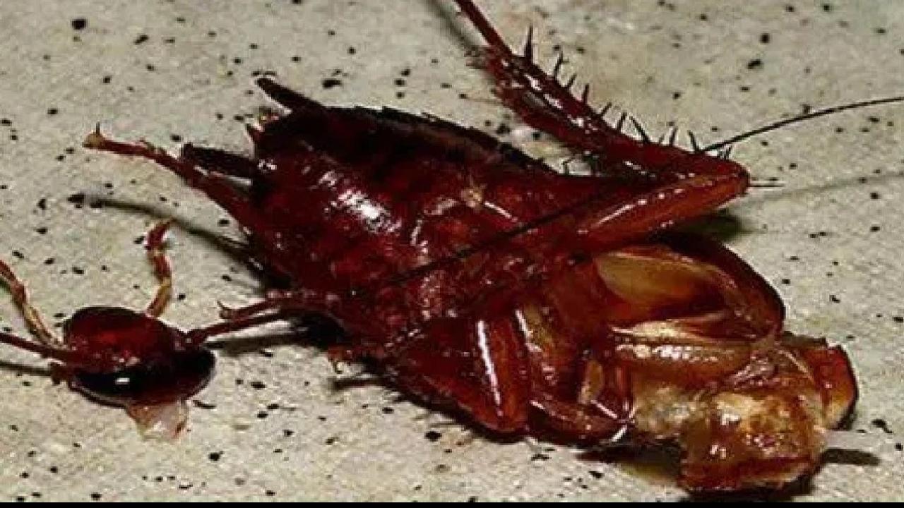 सिर कटने के 9 दिनों बाद तक जिंदा रह सकता है कॉकरोच, जानें ये रोचक तथ्य ...