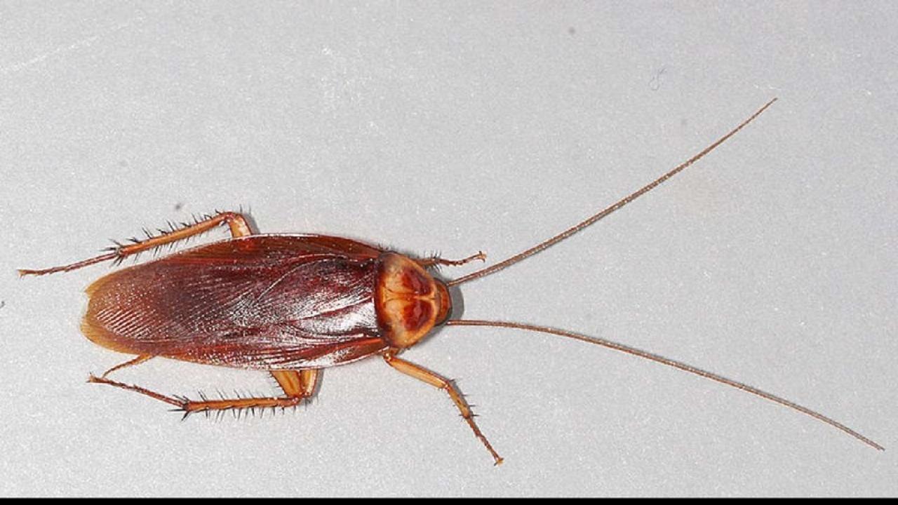 सिर कटने के 9 दिनों बाद तक जिंदा रह सकता है कॉकरोच, जानें ये रोचक तथ्य ...