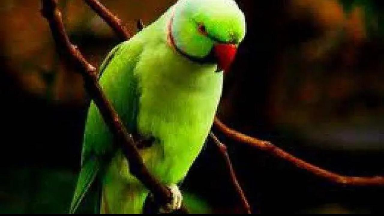 ये जानवर अपने साथ घर लाते हैं Good Luck, देखें तस्वीरें | DNA HINDI