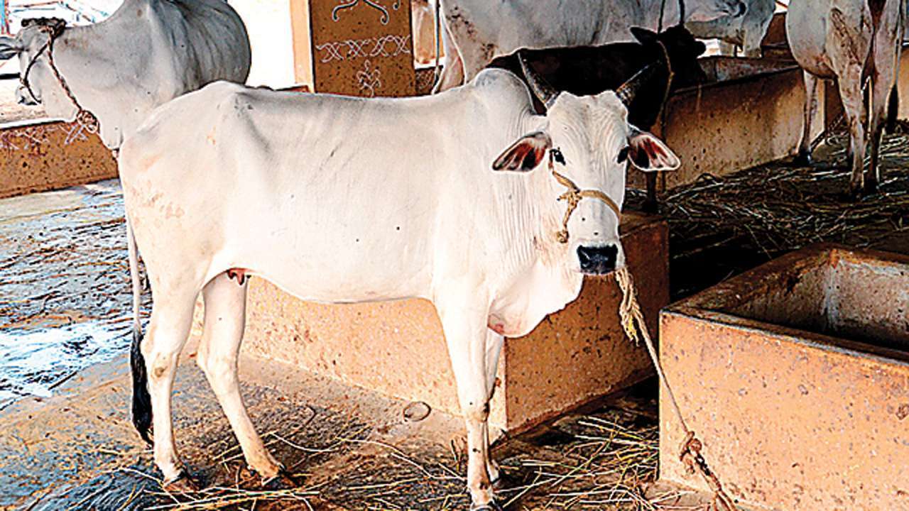VIRAL: Cow undergoes surgery after swallowing gold chain worth Rs 80,000