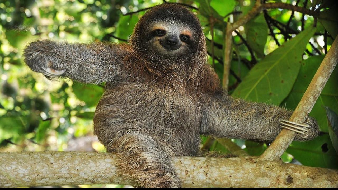 दुनिया का सबसे आलसी जानवर होता है Sloth, एक पत्ती को पचाने में लगाता है ...