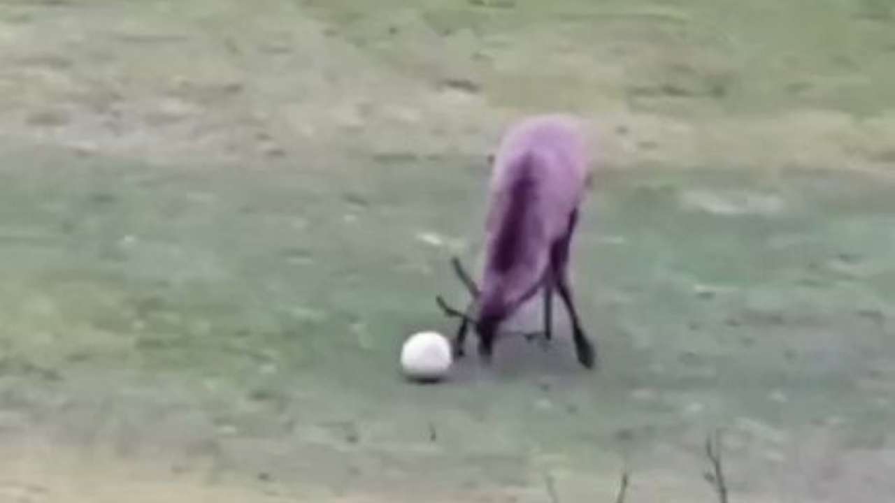 WATCH: Old video of deer scoring goal and celebrating goes viral on Twitter