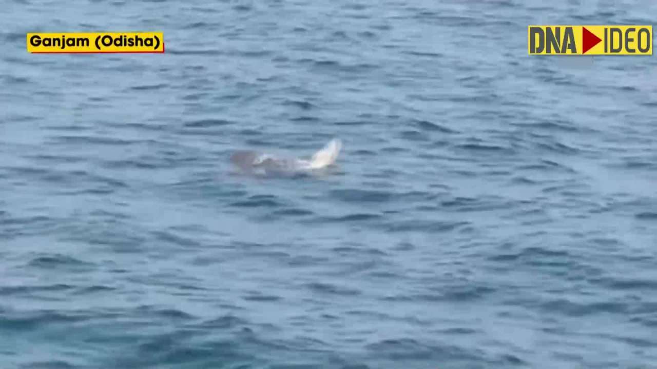 Tagging process of Olive Ridley turtles begins in Odisha