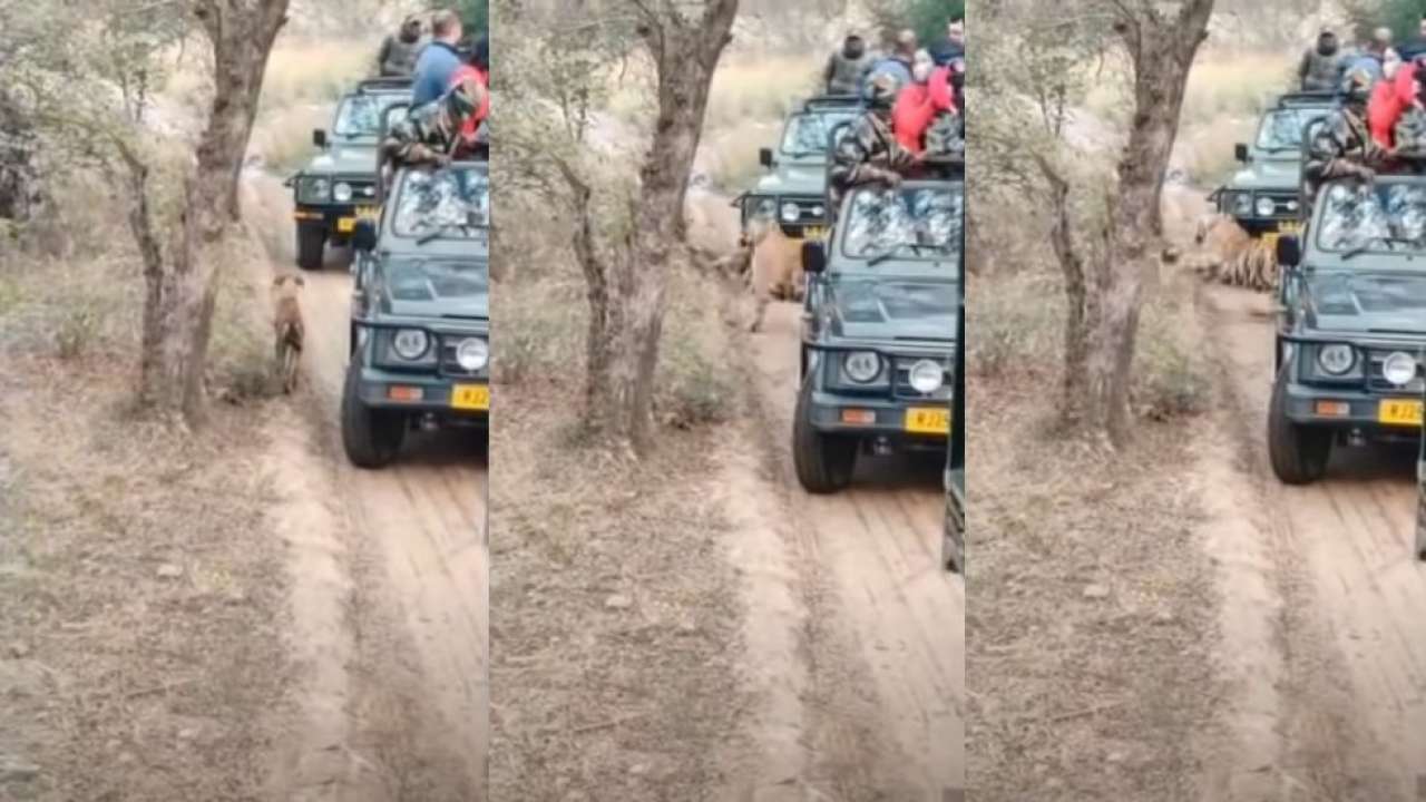 Video of tiger hunting a dog in front of wildlife tourists goes viral ...