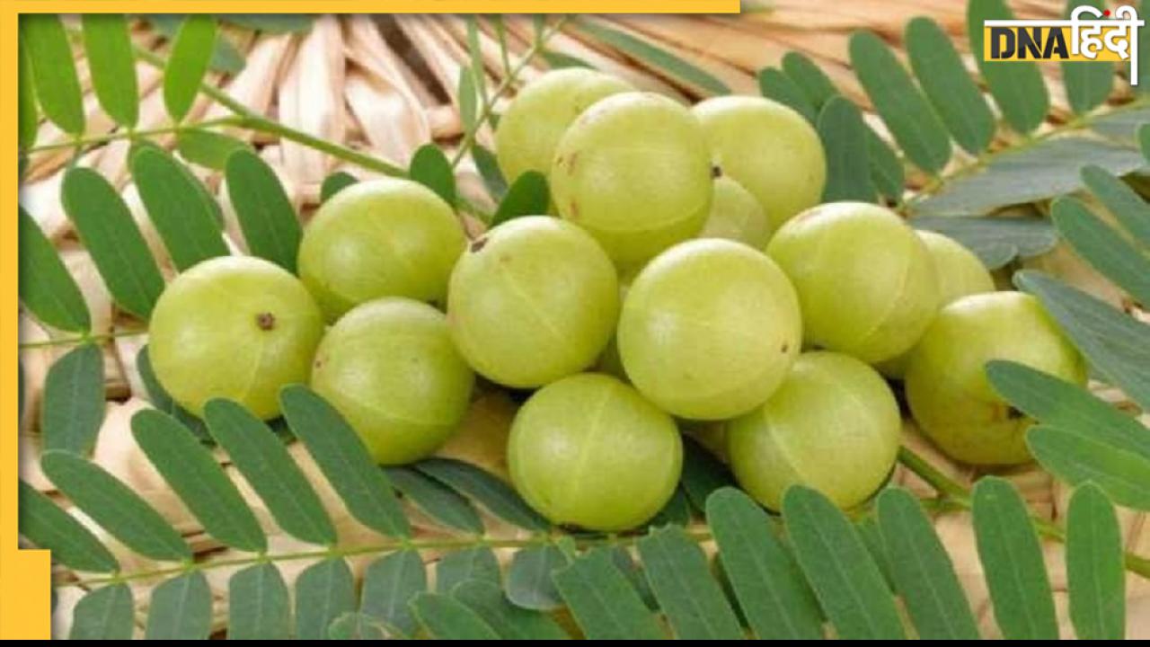 Health Tips: छोटा सा आंवला है सुपरफूड, इसमें छिपा है सेहत के लिए खजाना ...