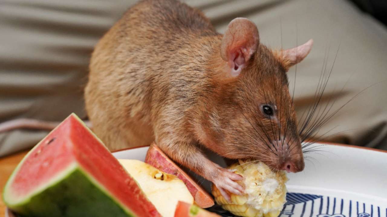 Landmine-sniffing 'hero' rat Magawa from Cambodia dies at 8, in retirement