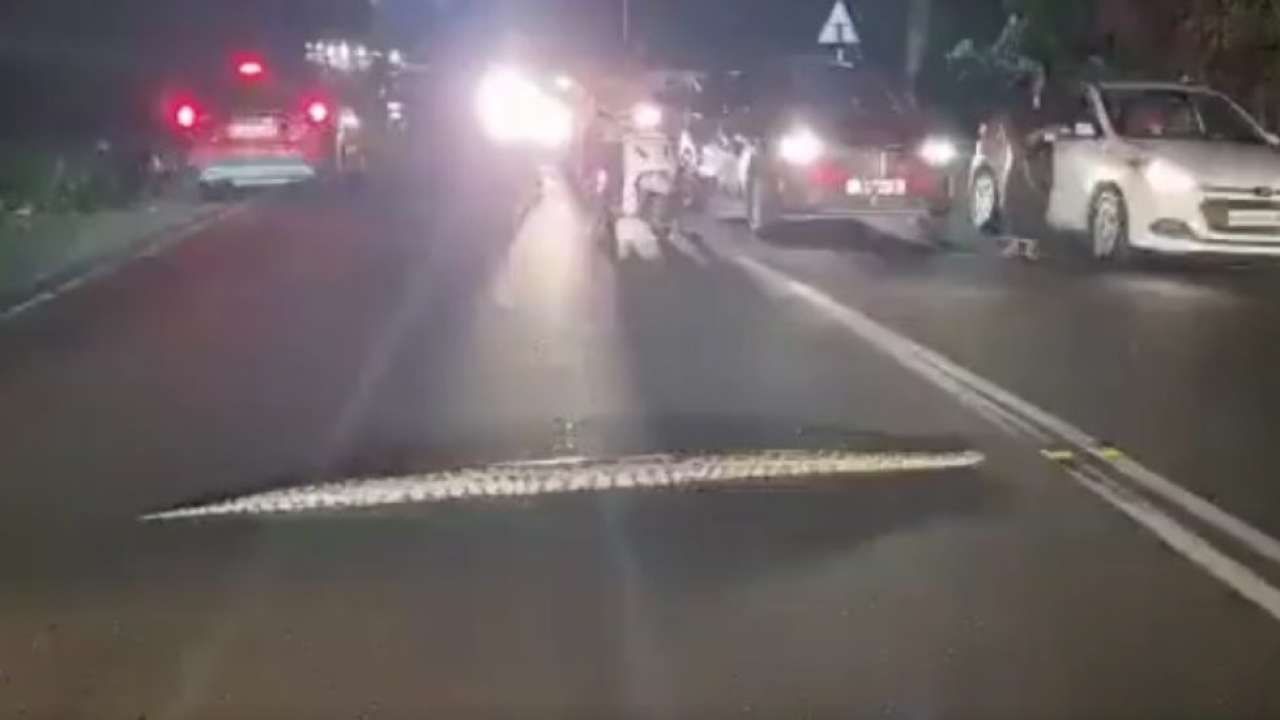 Cars, bikes impatiently wait as huge python slowly crosses road in ...