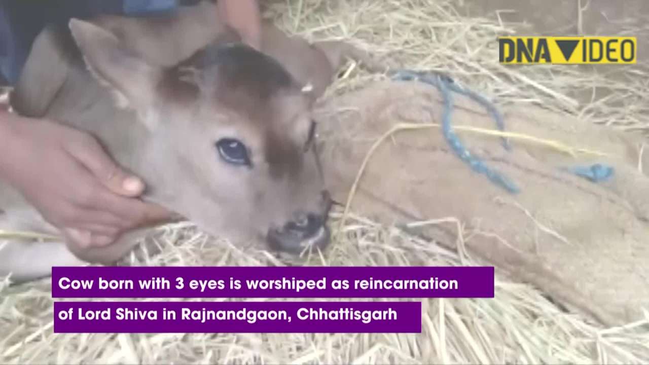 Three-eyed cow born in Chhattisgarh worshipped as reincarnation of Lord ...