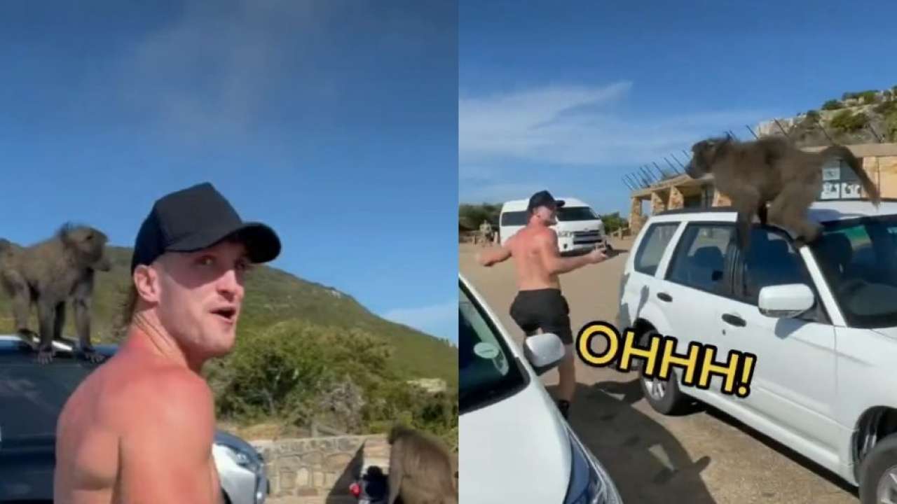 Monkeys chase and rob YouTuber Logan Paul, but netizens doubt viral ...