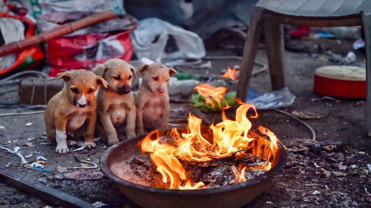 Know when Delhi and North India will get rid of extreme cold