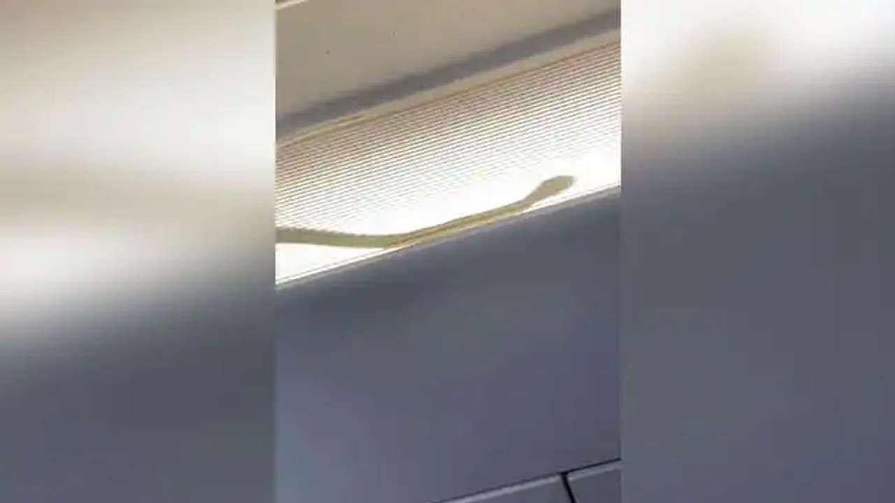 Viral Video: Snake spotted in AirAsia flight - Know what happened next