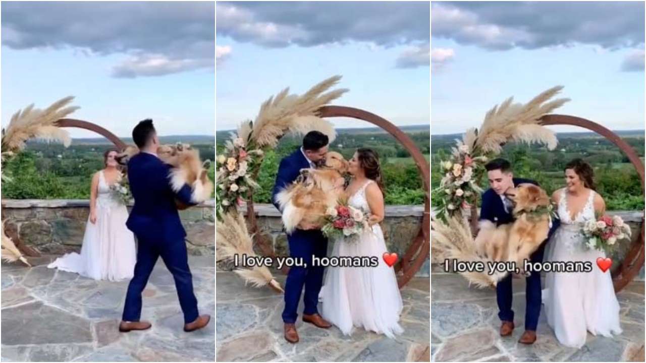 Viral: Newly wed couple kisses pet dog in wedding picture, video will ...