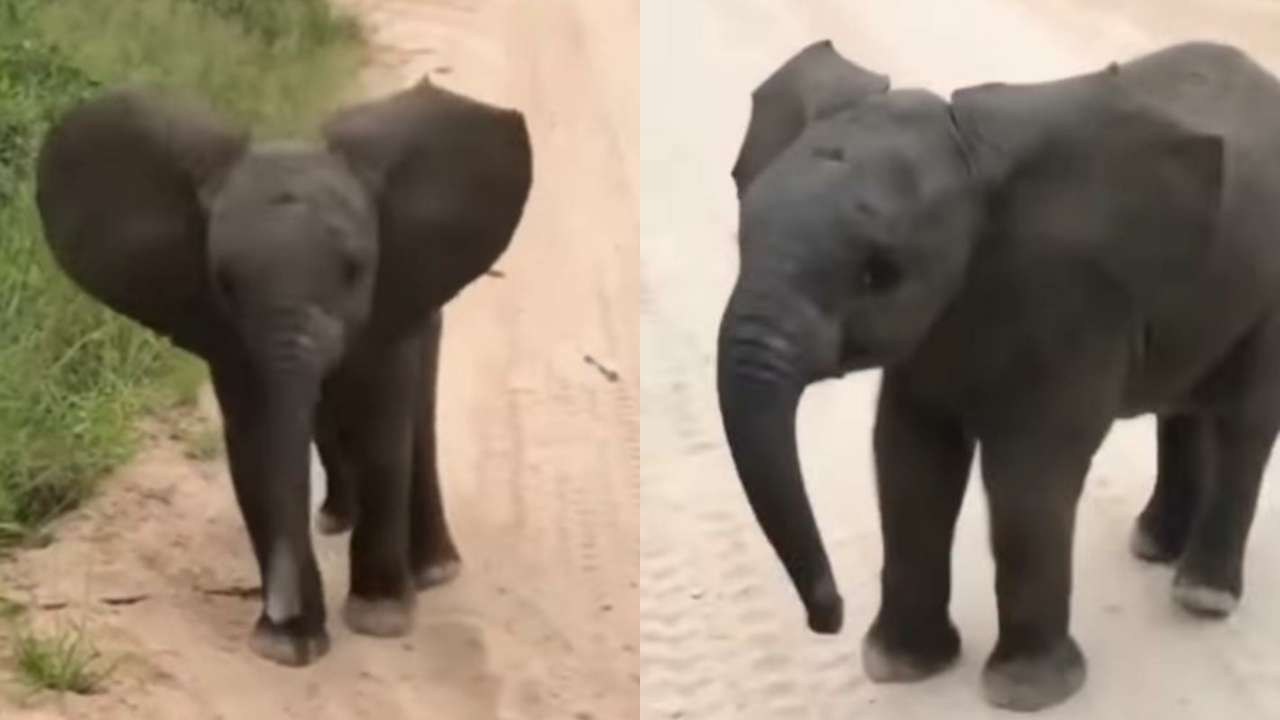 Baby elephant tries to scare tourists on safari, video goes viral- WATCH