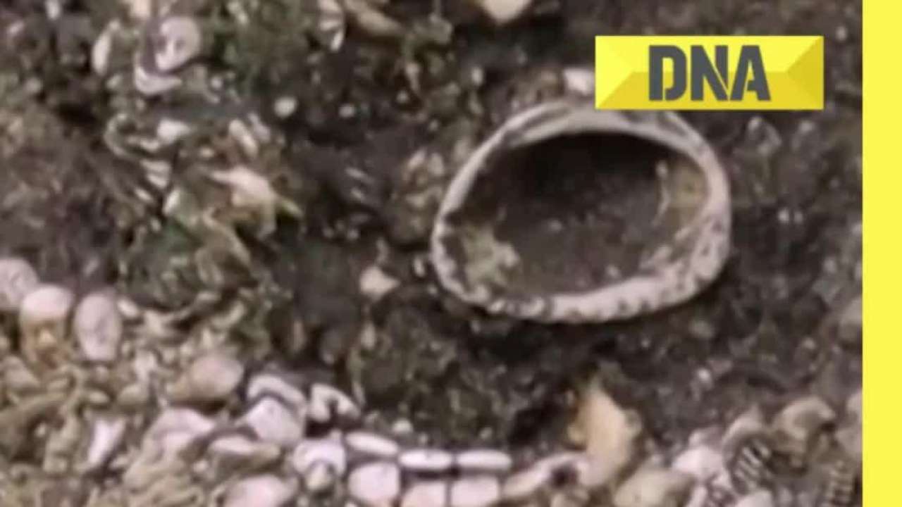 Watch: 500-year-old Aztec starfish altar discovered by Archaeologists