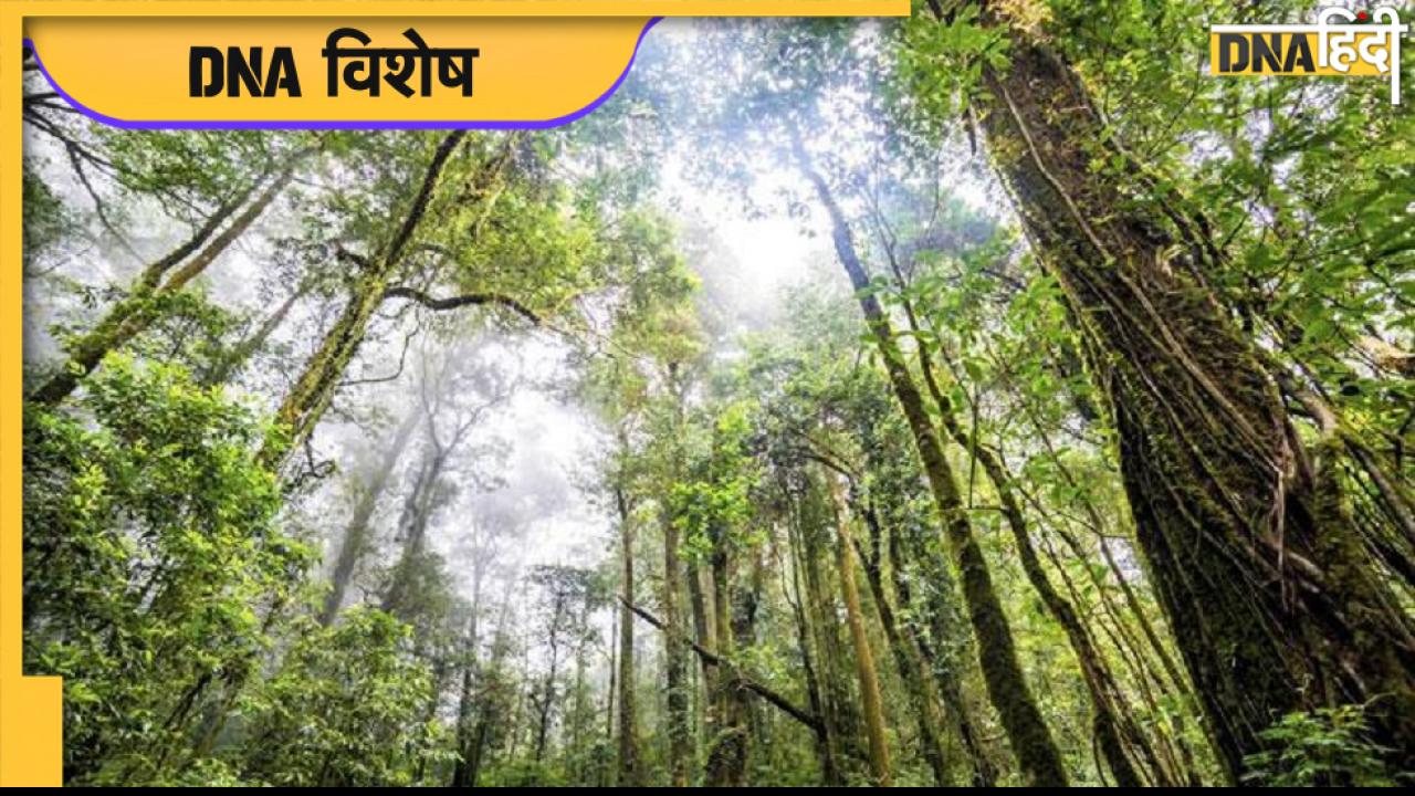 World Forestry Day 2022: एक बार जरूर घूमने आएं भारत के इन 5 शानदार ...