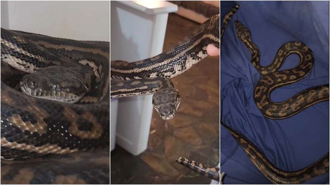 Viral Video! Unwanted guest enters kitchen, turns out to be a python