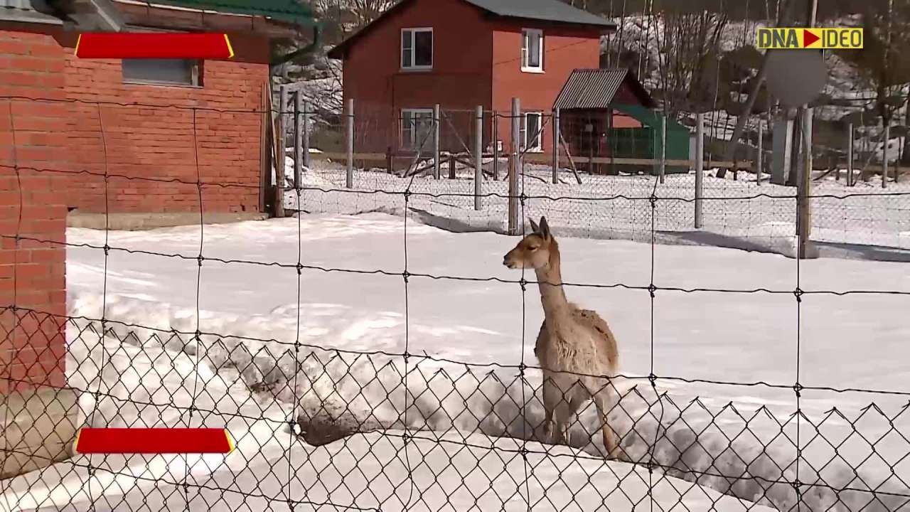 Regeneration of Rare Animal Species in Zoo begins in Moscow