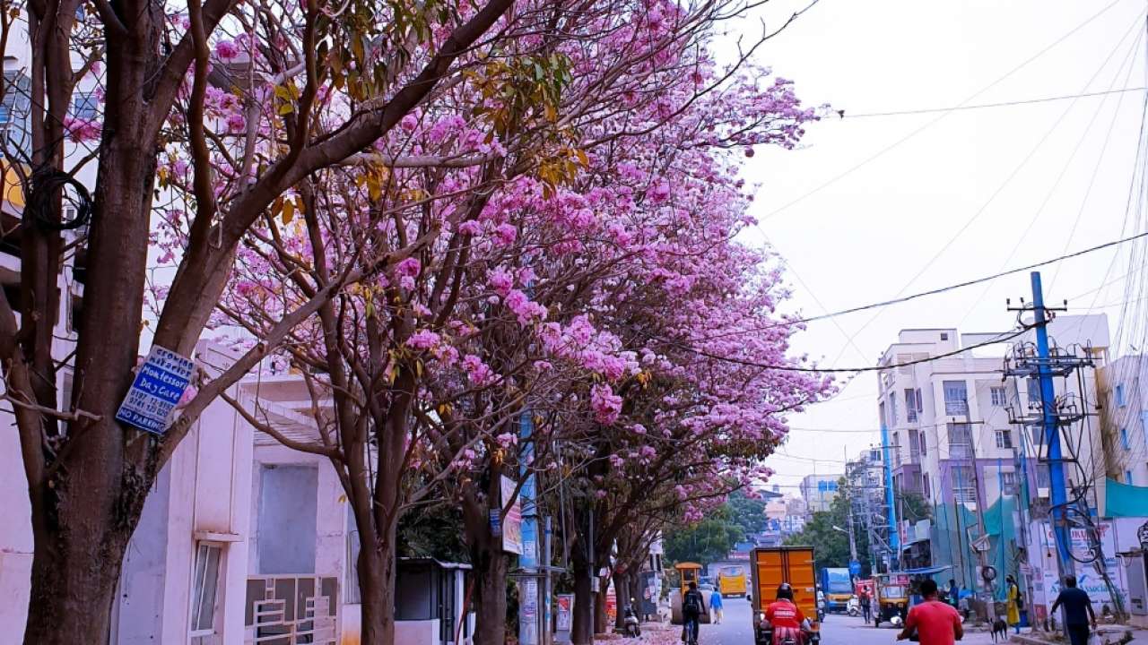 In pics: As spring arrives, Bengaluru turns into pink paradise
