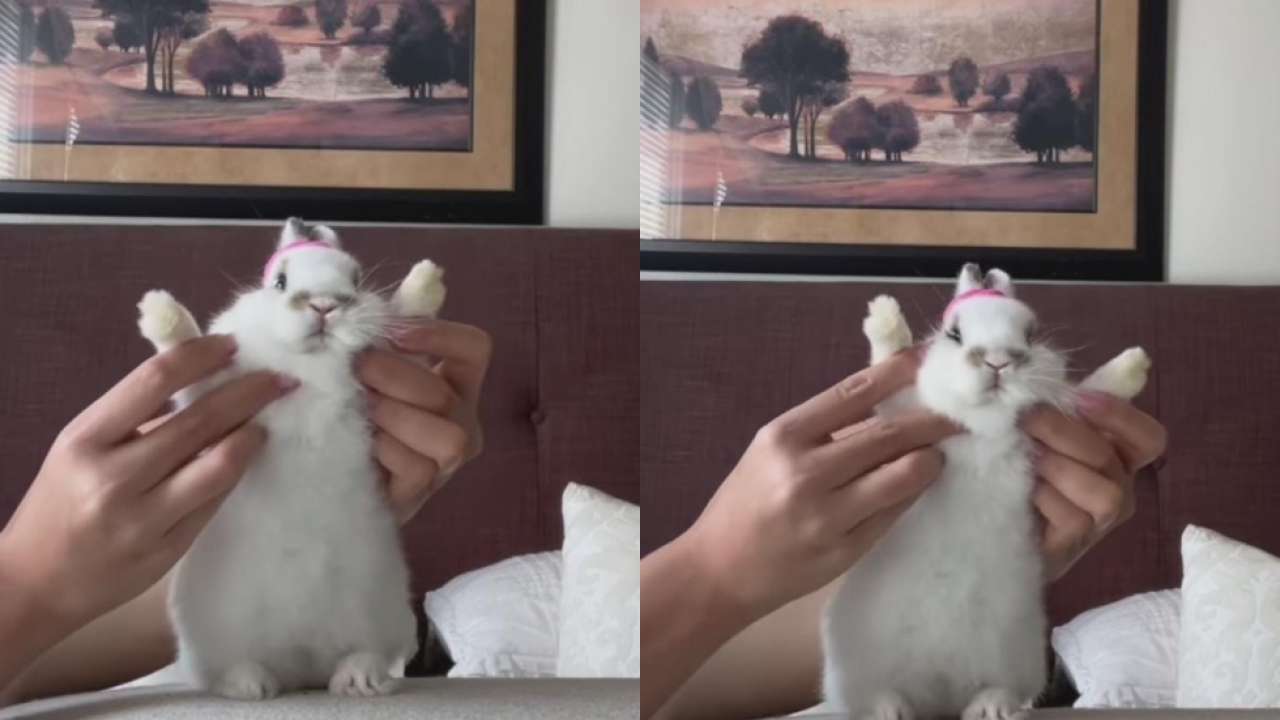 Bunny rabbit gives work out motivation to neitzens, check out this video