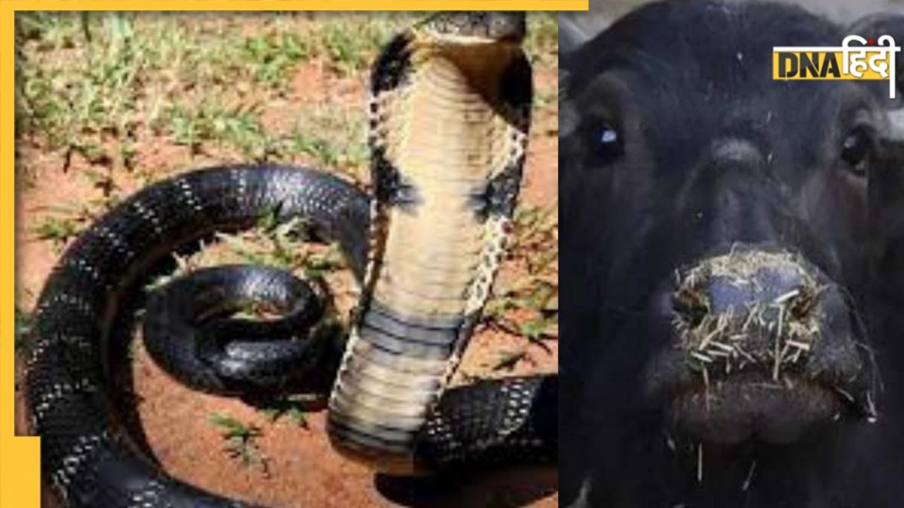 Swapna Shastra: सपने में दिखते हैं ये जानवर तो हो जाएं सतर्क! समझिए ...