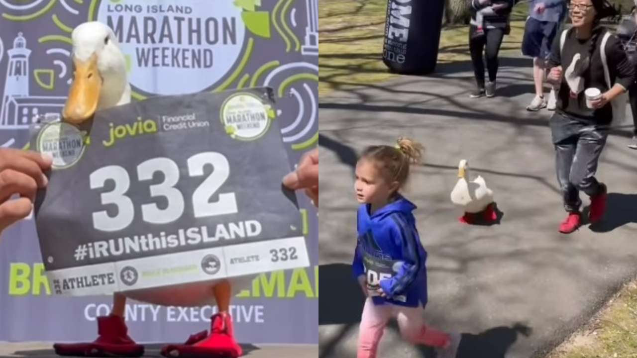 Meet Wrinkle, the viral duck who won a marathon, has 571k Instagram ...