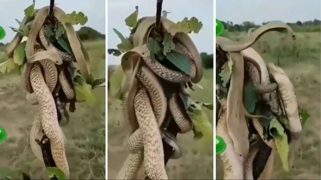 Watch: Several king cobras tangle with each other while fighting for a ...