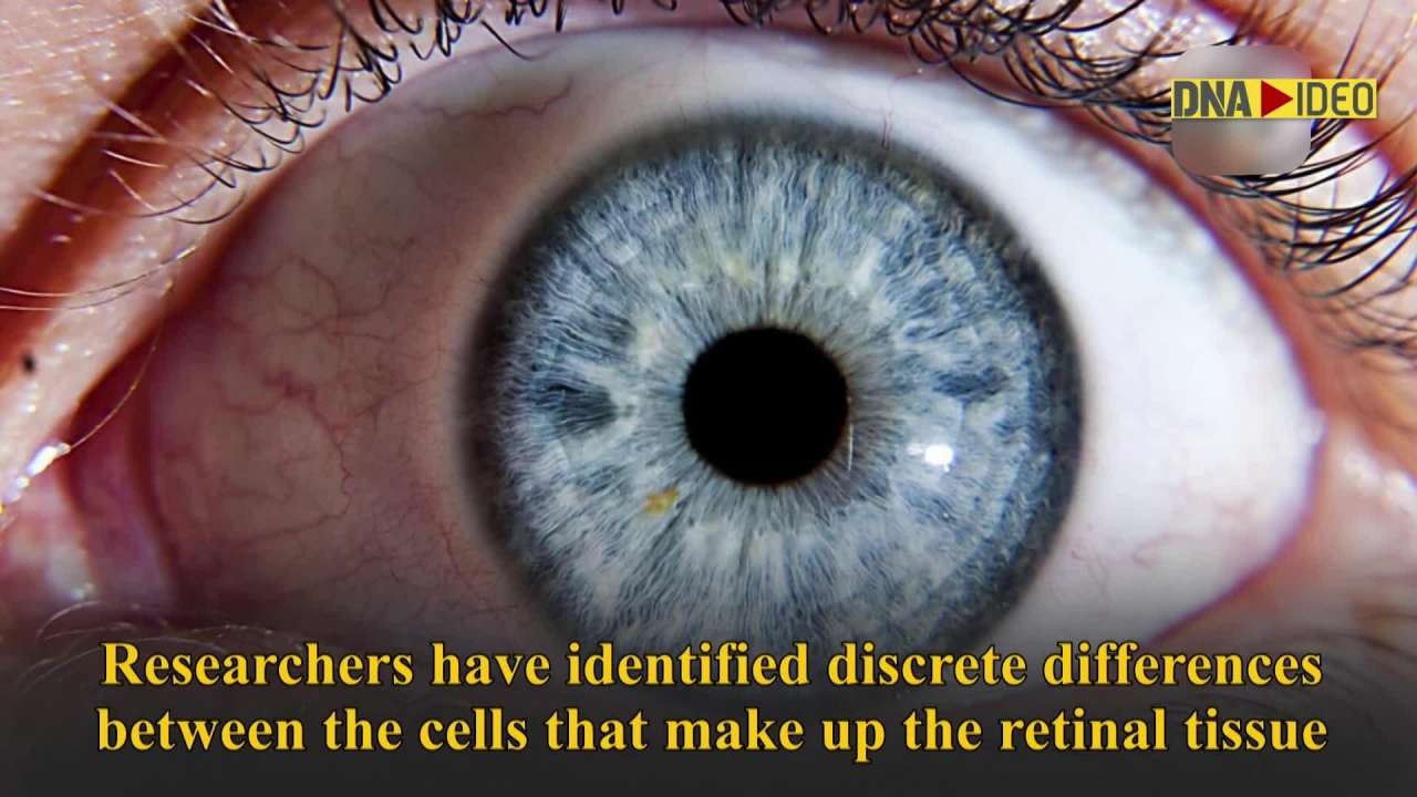 Scientists reveal retinal cell mapping could promote accurate therapies ...