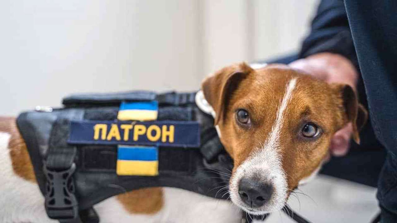 Meet Patron, heroic bomb-sniffing dog in Ukraine who got medal from ...