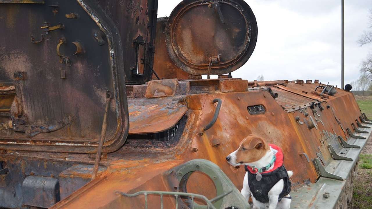 Meet Patron, heroic bomb-sniffing dog in Ukraine who got medal from ...
