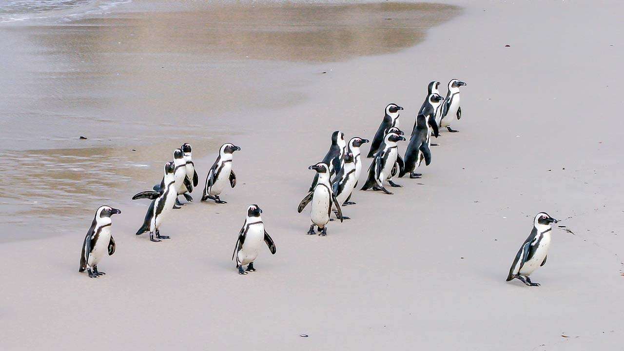 Is climate change responsible for decreasing bird population?