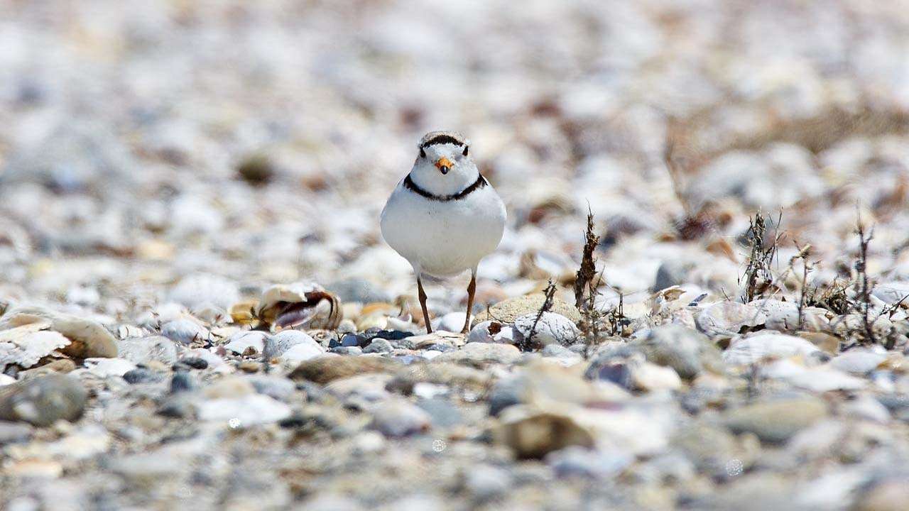 Is climate change responsible for decreasing bird population?