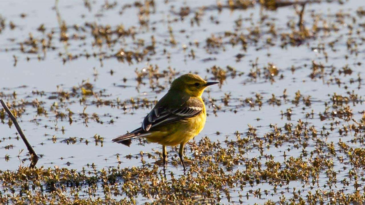 Is climate change responsible for decreasing bird population?