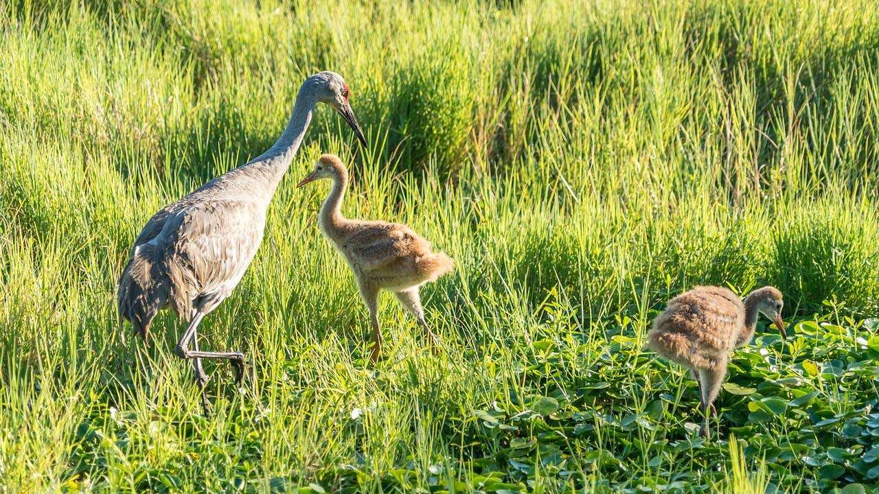 Is climate change responsible for decreasing bird population?