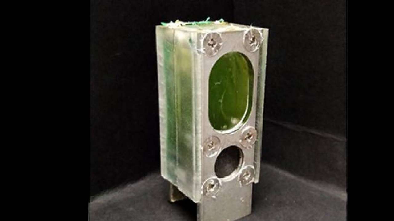 Algae powers microprocessor for over a year, can become energy source ...