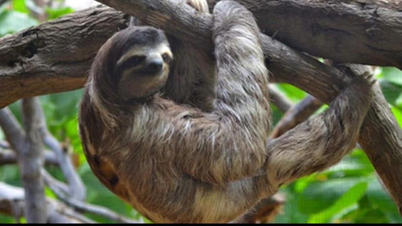 Sloth: ये है दुनिया का सबसे आलसी जीव, खाने से लेकर बच्चे पैदा करने तक ...