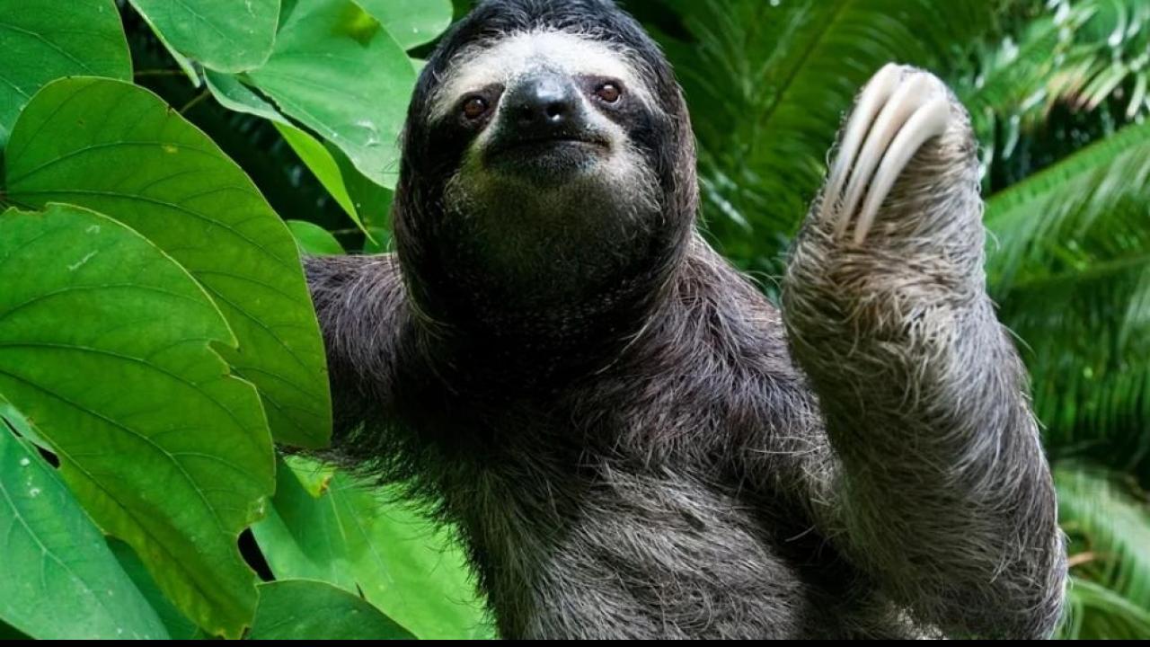 Sloth: ये है दुनिया का सबसे आलसी जीव, खाने से लेकर बच्चे पैदा करने तक ...
