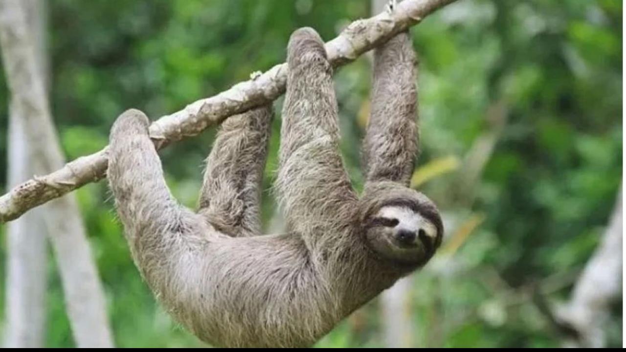 Sloth: ये है दुनिया का सबसे आलसी जीव, खाने से लेकर बच्चे पैदा करने तक ...